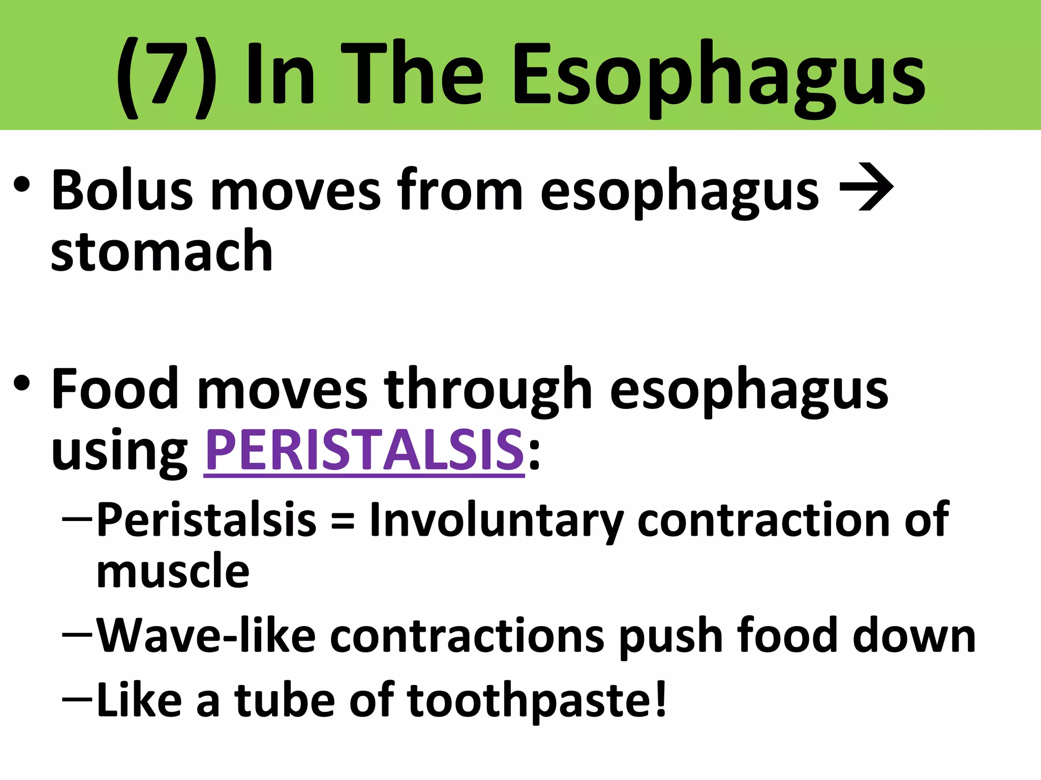 Anatomy Unit 3 Notes: Digestion Basics, The Mouth and The Esophagus ...