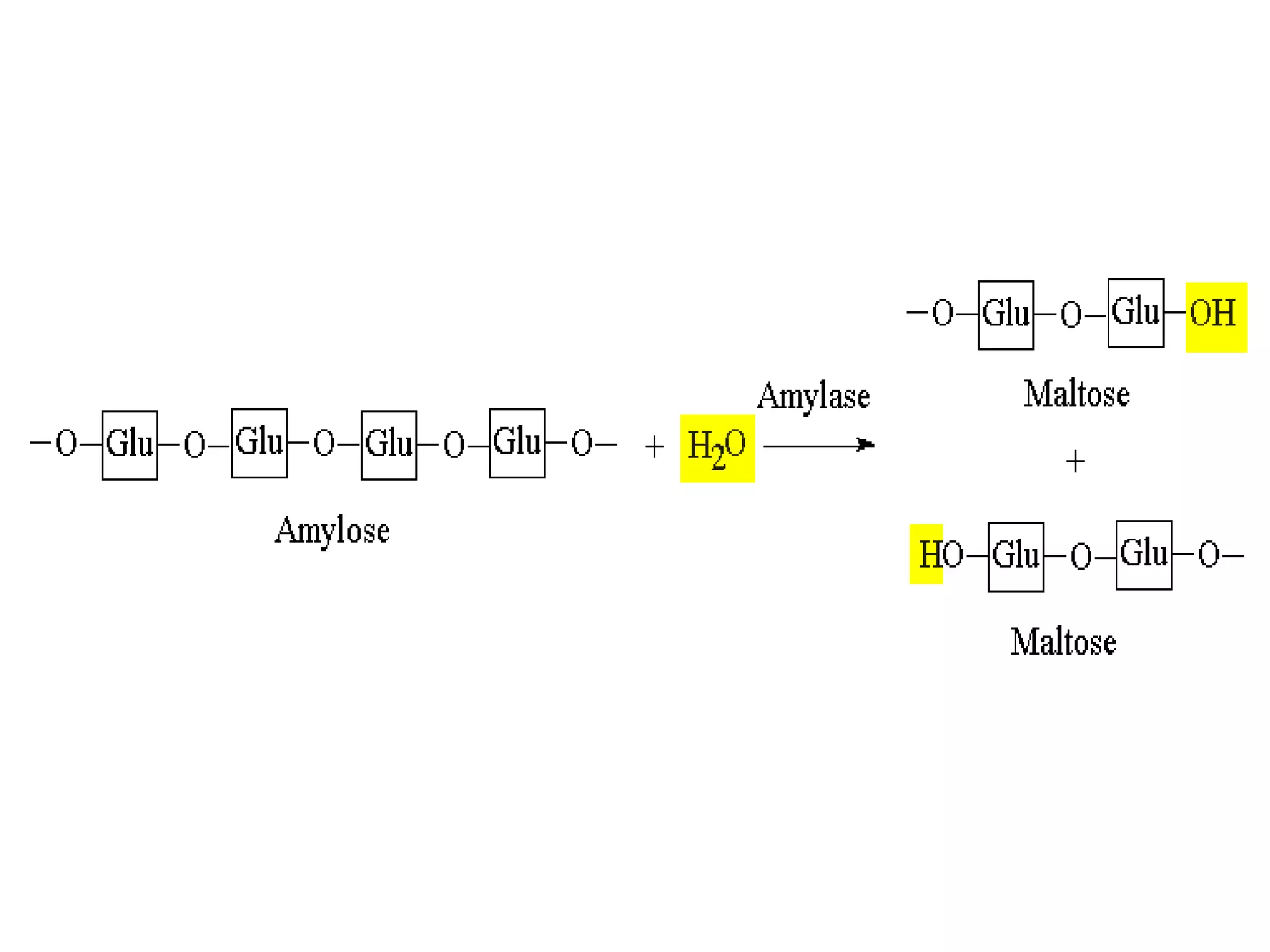 Anatomy Unit 3 Notes: Digestion Basics, The Mouth and The Esophagus ...