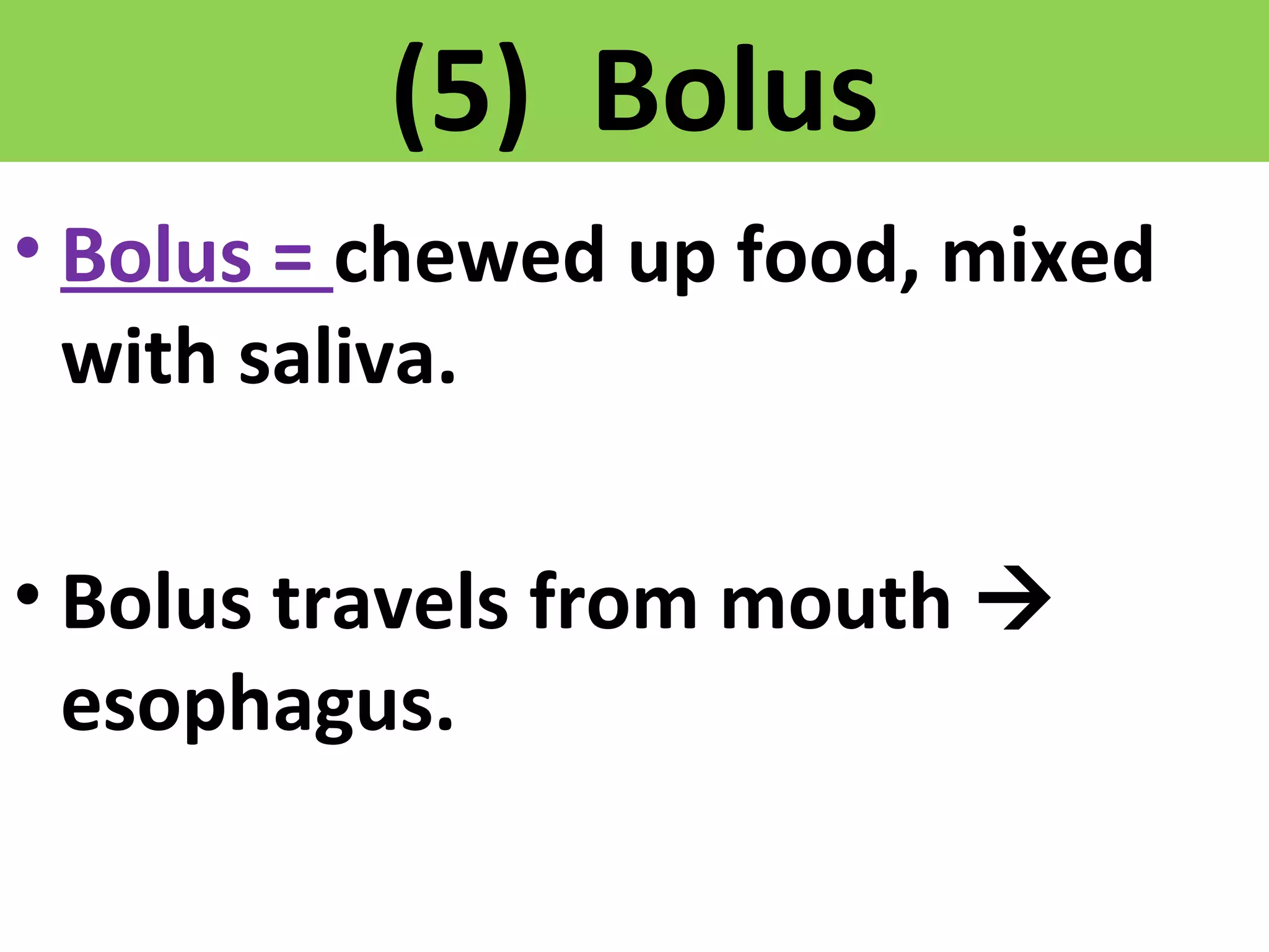 Anatomy Unit 3 Notes: Digestion Basics, The Mouth and The Esophagus ...