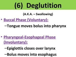Anatomy Unit 3 Notes: Digestion Basics, The Mouth and The Esophagus ...