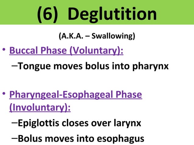 Anatomy Unit 3 Notes: Digestion Basics, The Mouth and The Esophagus ...