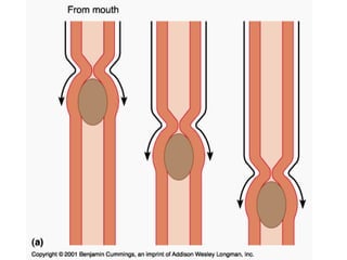 Anatomy Unit 3 Notes: Digestion Basics, The Mouth and The Esophagus ...