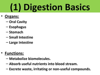 Anatomy Unit 3 Notes: Digestion Basics, The Mouth and The Esophagus ...