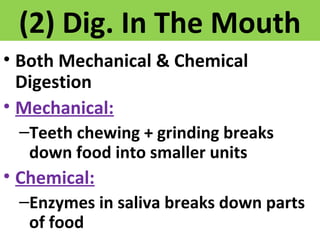 Anatomy Unit 3 Notes: Digestion Basics, The Mouth and The Esophagus ...