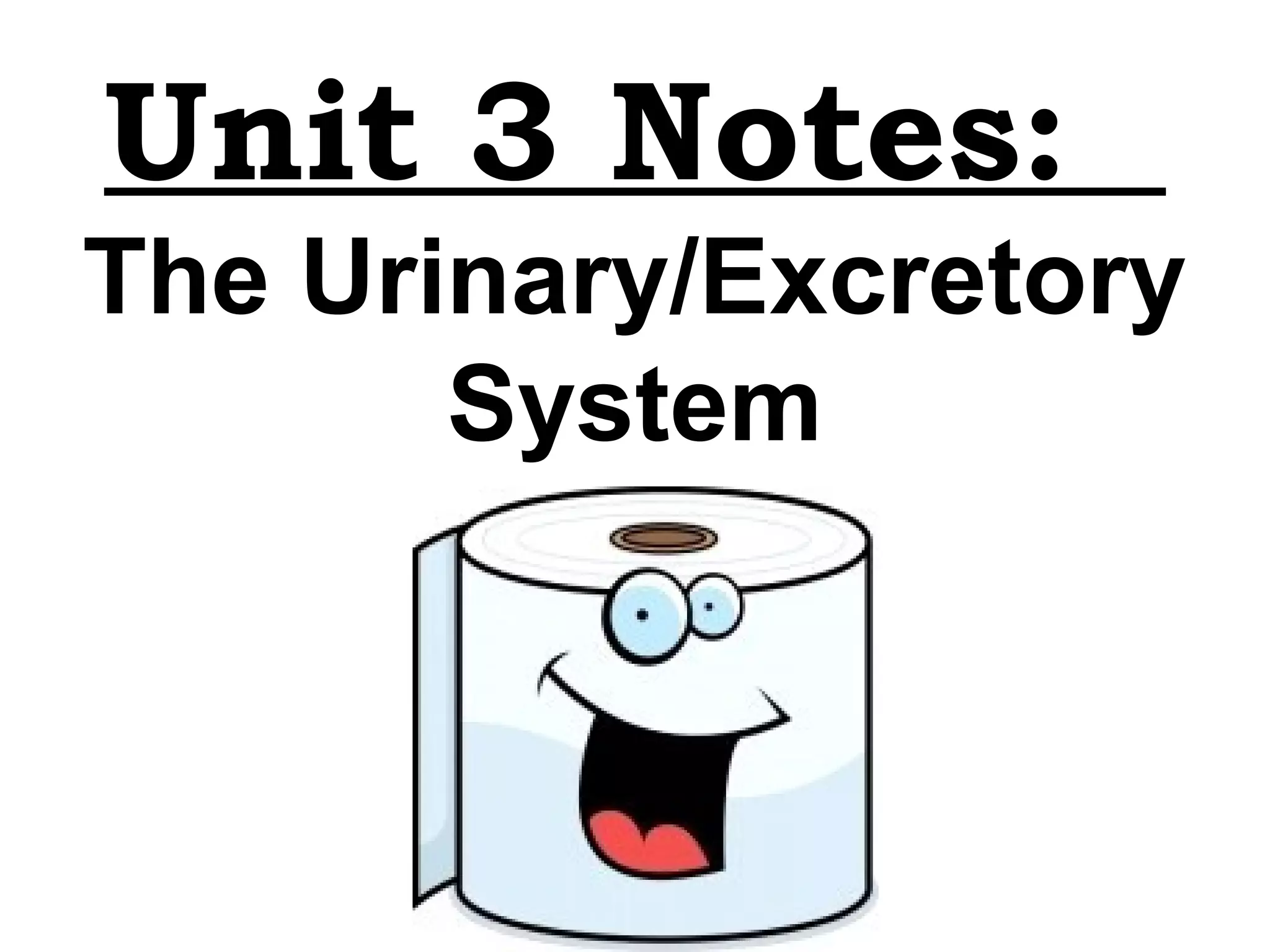 Anatomy Unit 3 Notes: The Excretory System | PPT