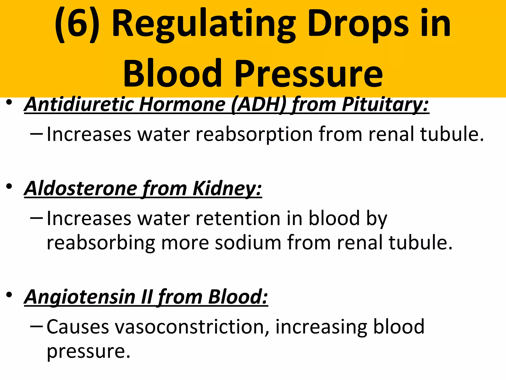Anatomy Unit 3 Notes: The Excretory System | PPT