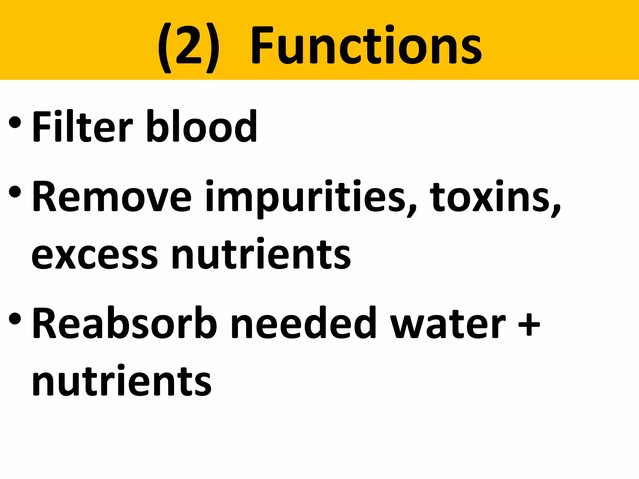 Anatomy Unit 3 Notes: The Excretory System | PPT