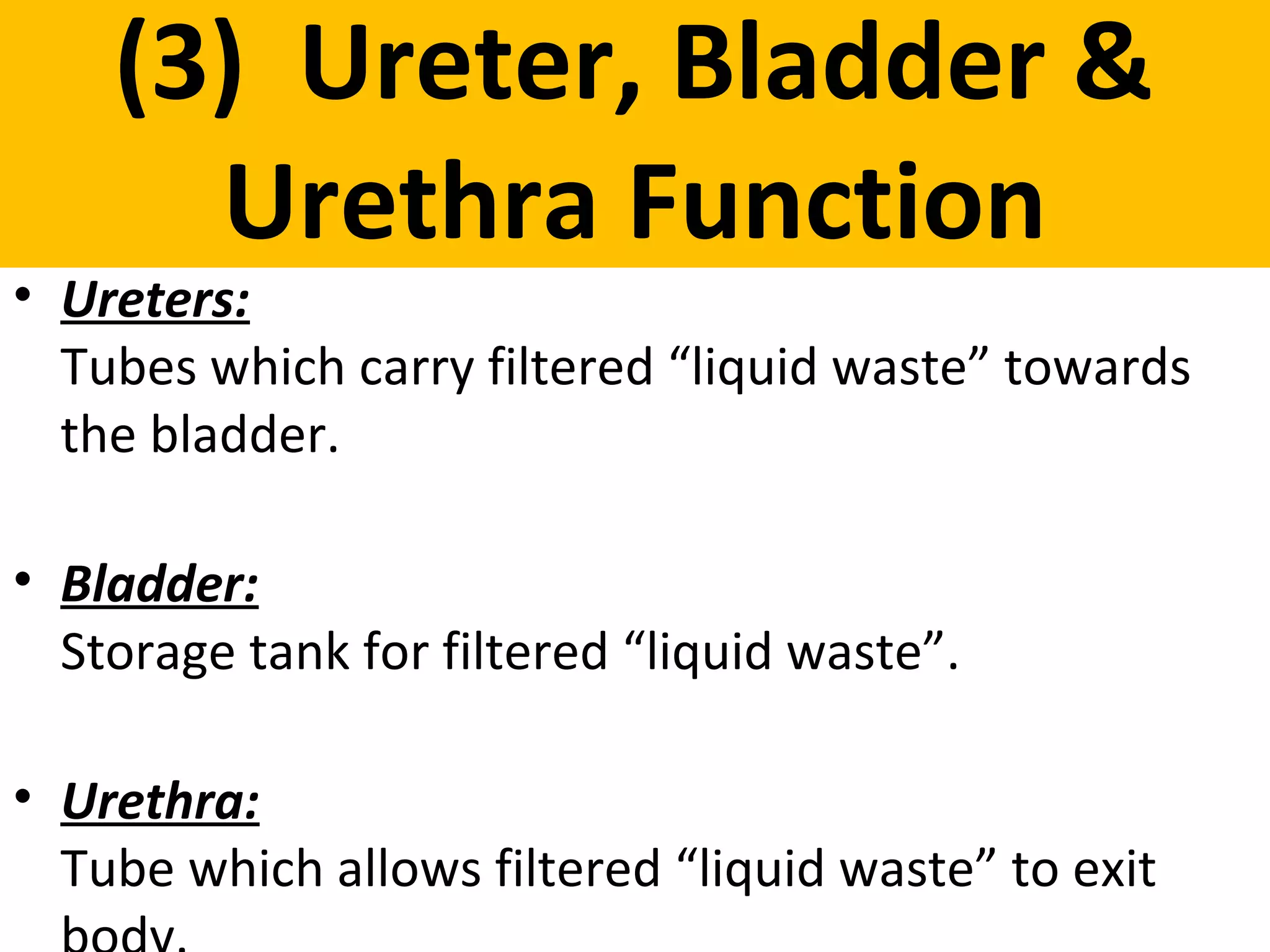 Anatomy Unit 3 Notes: The Excretory System | PPT