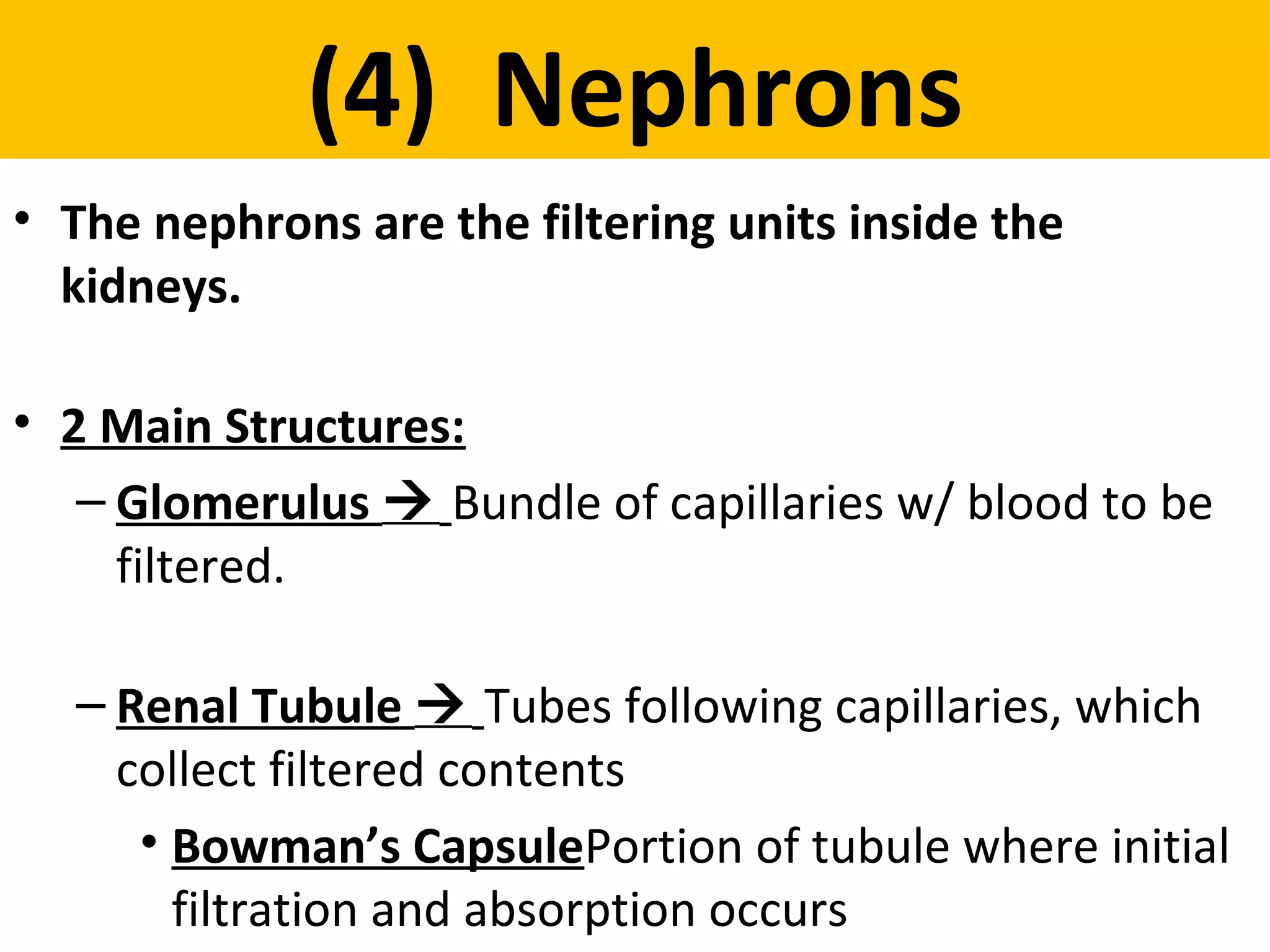 Anatomy Unit 3 Notes: The Excretory System | PPT