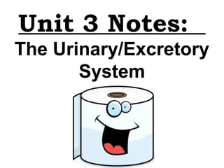 Anatomy Unit 3 Notes: The Excretory System | PPT