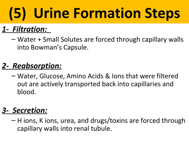 Anatomy Unit 3 Notes: The Excretory System | PPT