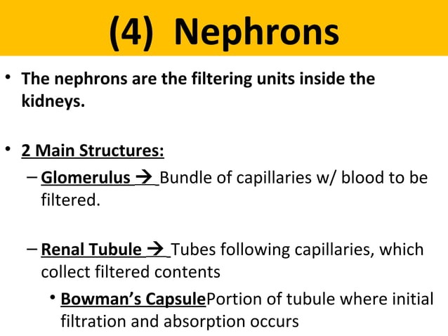 Anatomy Unit 3 Notes: The Excretory System | PPT