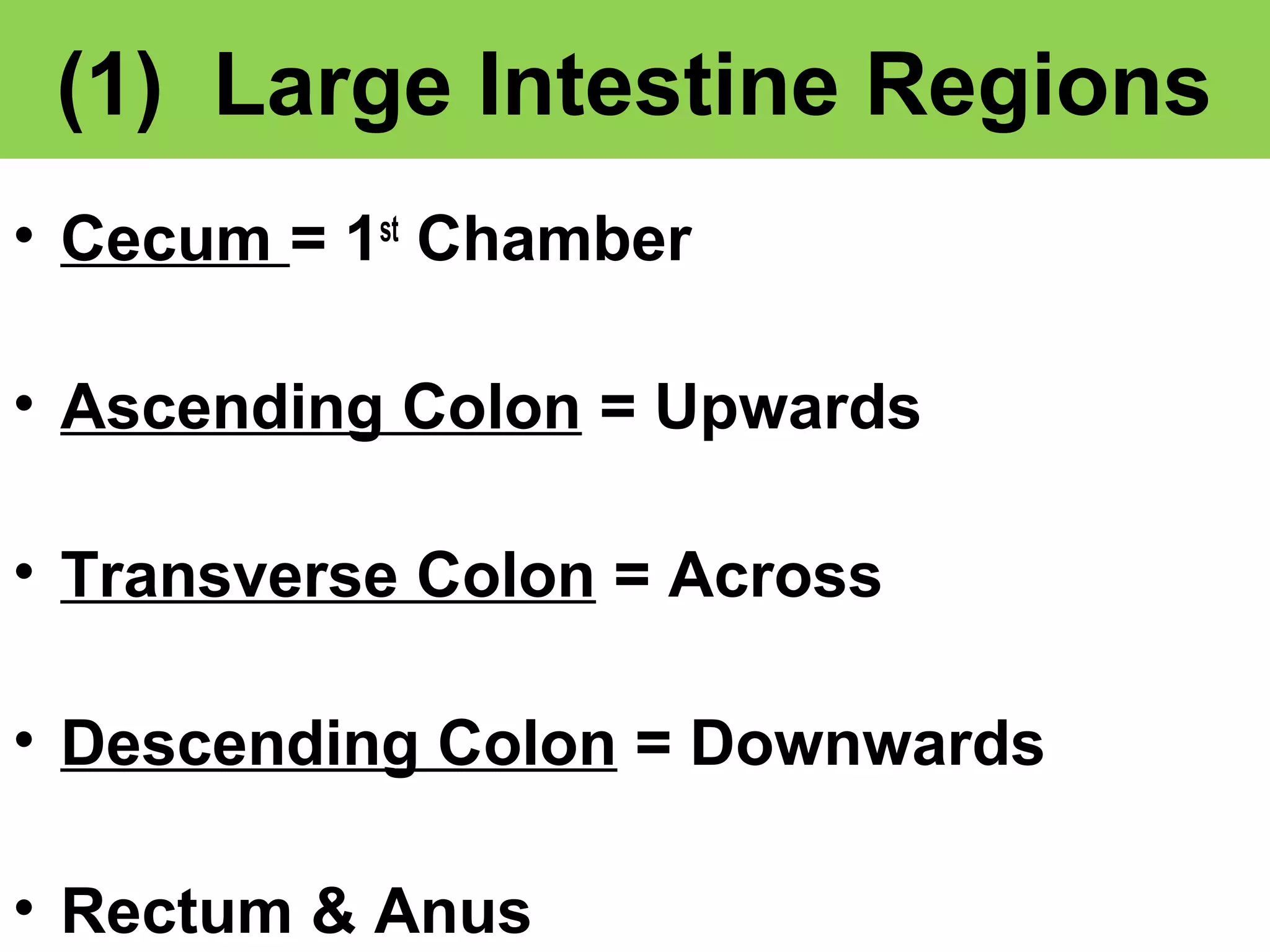 Anatomy Unit 3 Notes: The Large Intestine & Digestive Disorders | PPT
