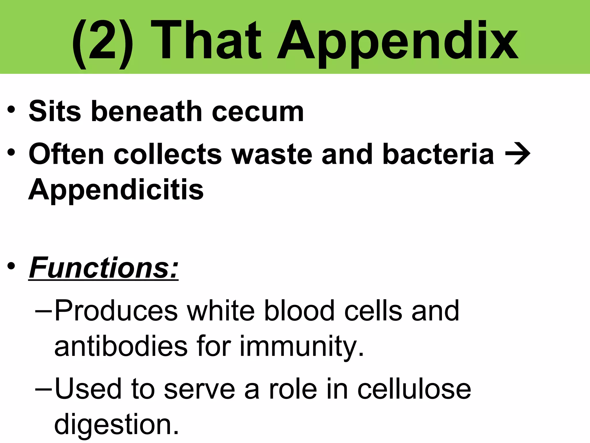 Anatomy Unit 3 Notes: The Large Intestine & Digestive Disorders | PPT