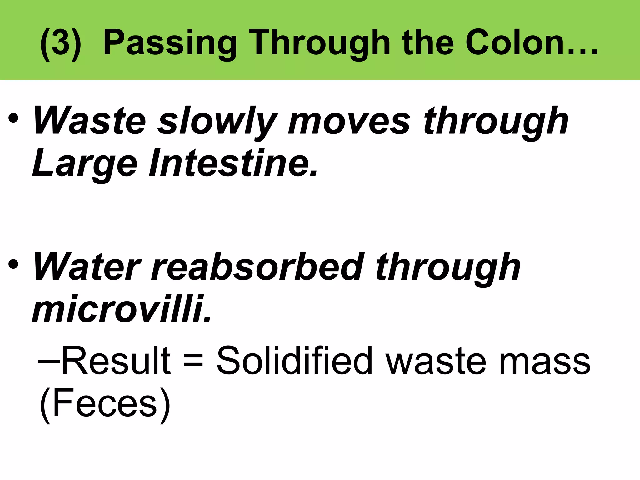 Anatomy Unit 3 Notes: The Large Intestine & Digestive Disorders | PPT