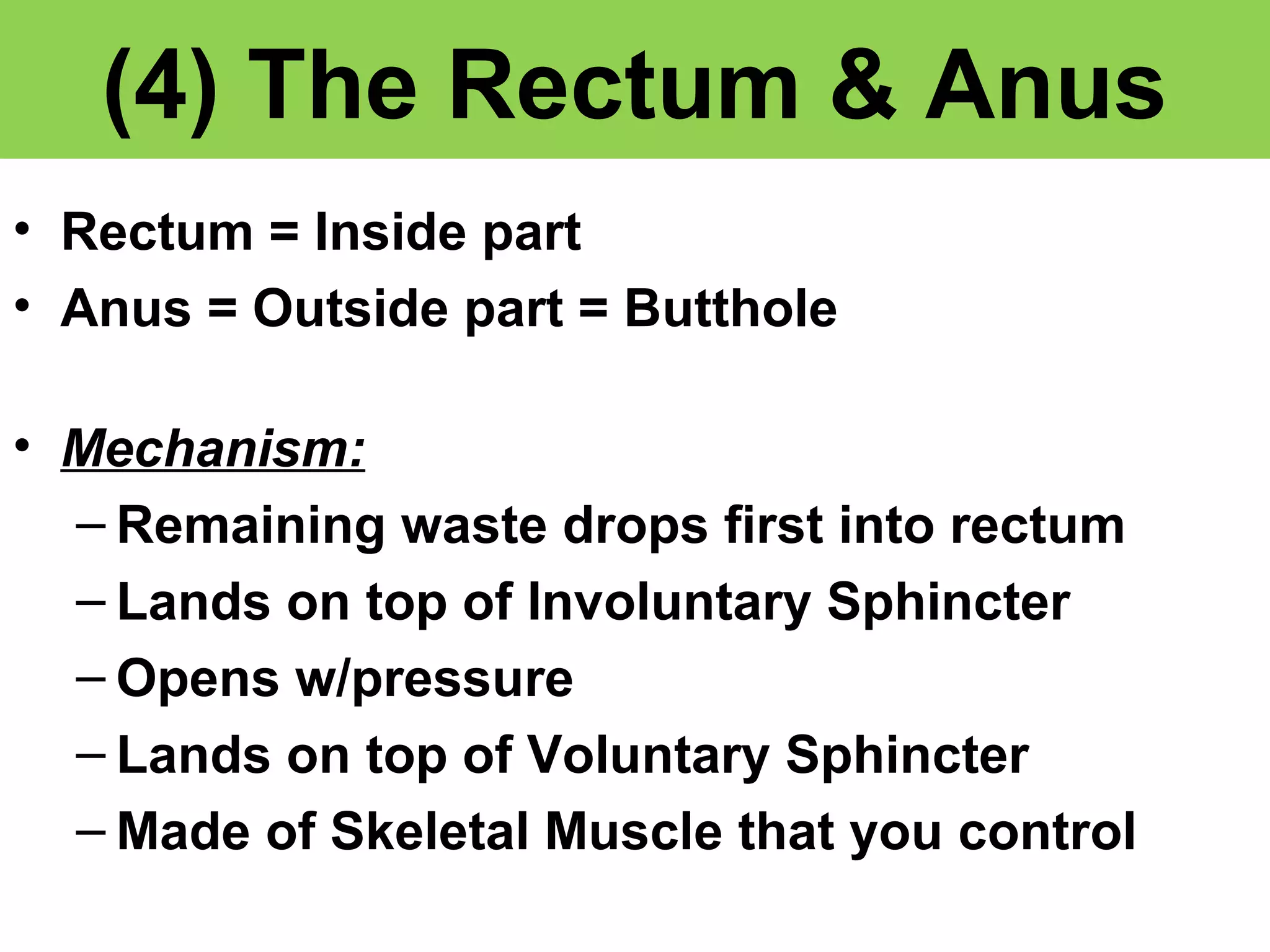 Anatomy Unit 3 Notes: The Large Intestine & Digestive Disorders | PPT