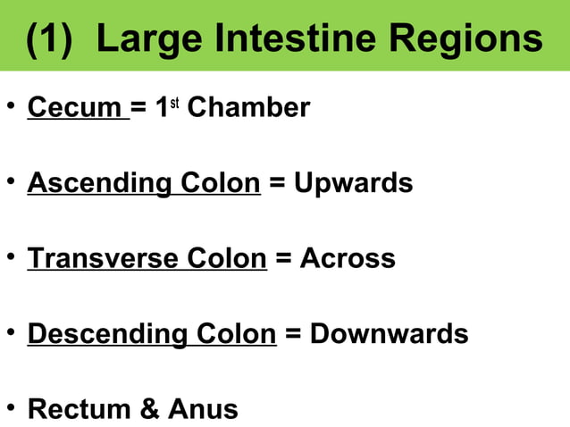 Anatomy Unit 3 Notes: The Large Intestine & Digestive Disorders | PPT ...