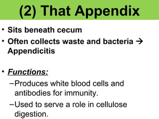Anatomy Unit 3 Notes: The Large Intestine & Digestive Disorders | PPT ...