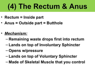 Anatomy Unit 3 Notes: The Large Intestine & Digestive Disorders | PPT