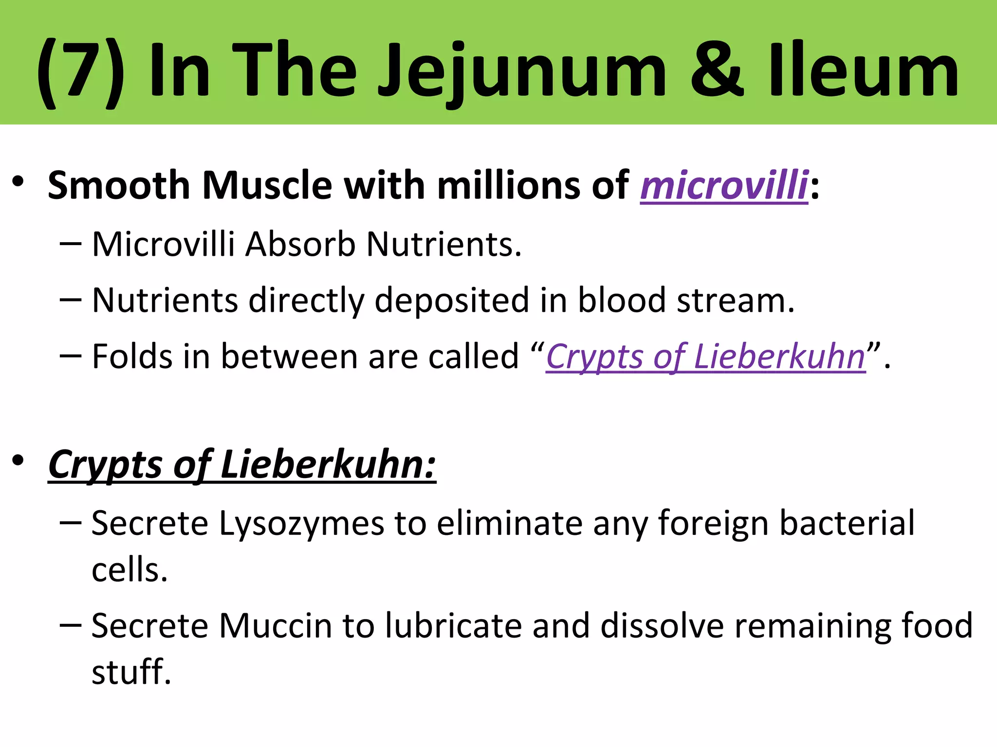 Anatomy Unit 3 Notes: The Small Intestine | PPT