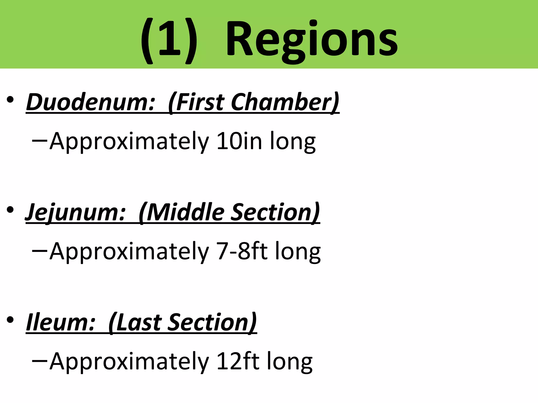 Anatomy Unit 3 Notes: The Small Intestine | PPT
