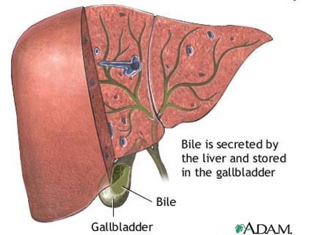 Anatomy Unit 3 Notes: The Small Intestine | PPT