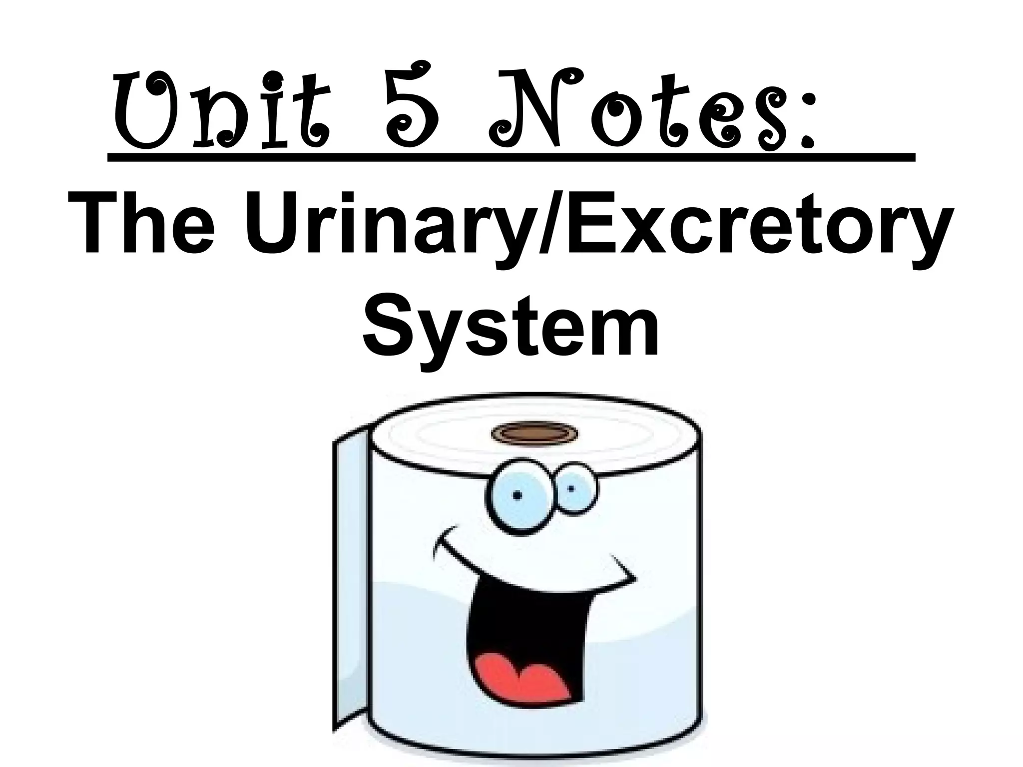 Anatomy unit 4 digestive and excretory systems excretory notes | PPT