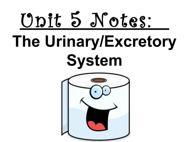 Anatomy unit 4 digestive and excretory systems excretory notes | PPT ...