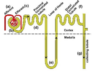 Anatomy unit 4 digestive and excretory systems excretory notes | PPT