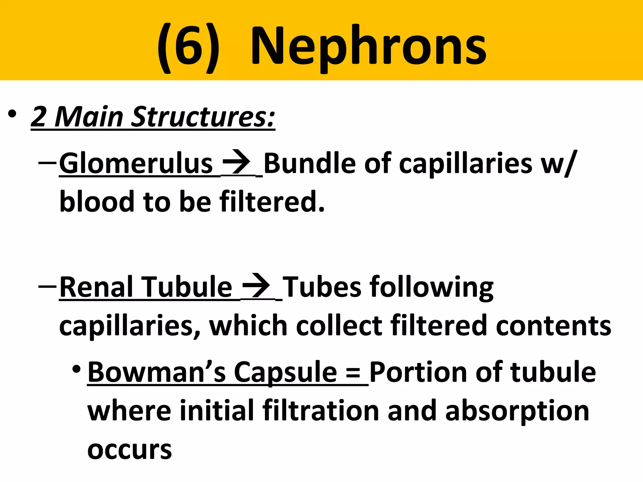 Anatomy unit 4 digestive and excretory systems excretory notes | PPT