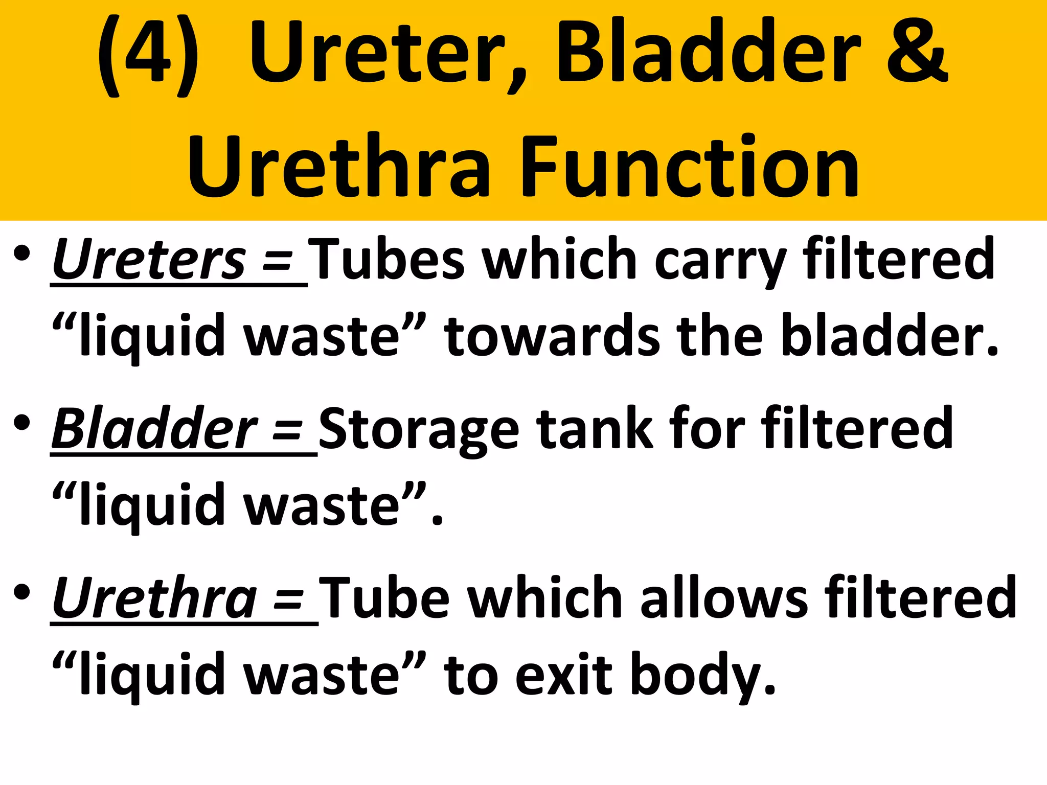 Anatomy unit 4 digestive and excretory systems excretory notes | PPT