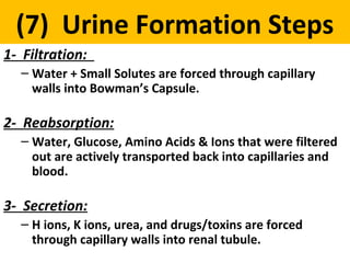 Anatomy unit 4 digestive and excretory systems excretory notes | PPT