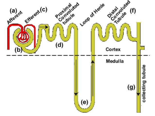 Anatomy unit 4 digestive and excretory systems excretory notes | PPT