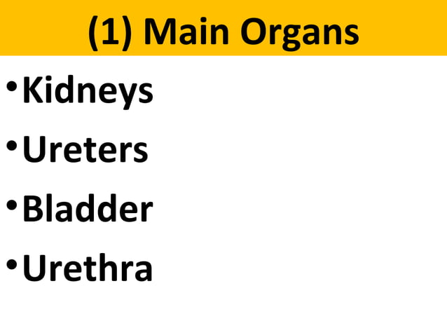 Anatomy unit 4 digestive and excretory systems excretory notes | PPT