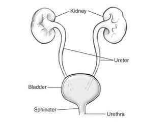 Anatomy unit 4 digestive and excretory systems excretory notes | PPT