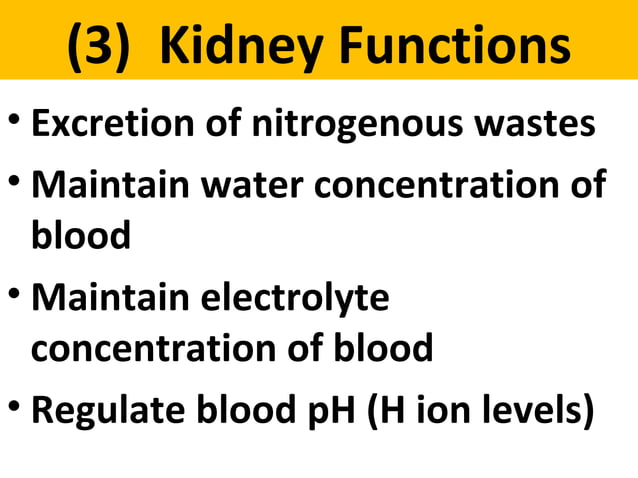 Anatomy unit 4 digestive and excretory systems excretory notes | PPT