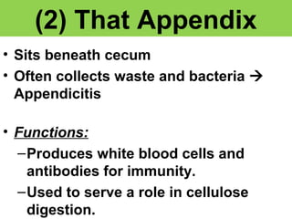 Anatomy unit 4 digestive and excretory systems large intestine and ...