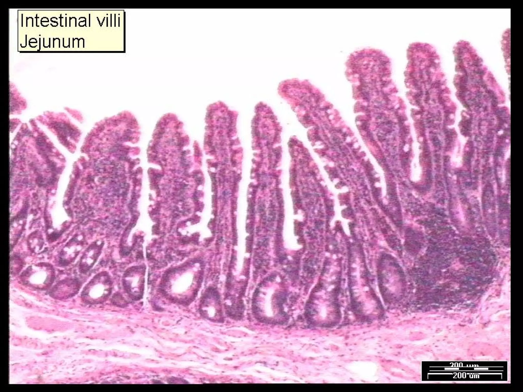 Anatomy unit 4 digestive and excretory systems small intestine notes | PPT