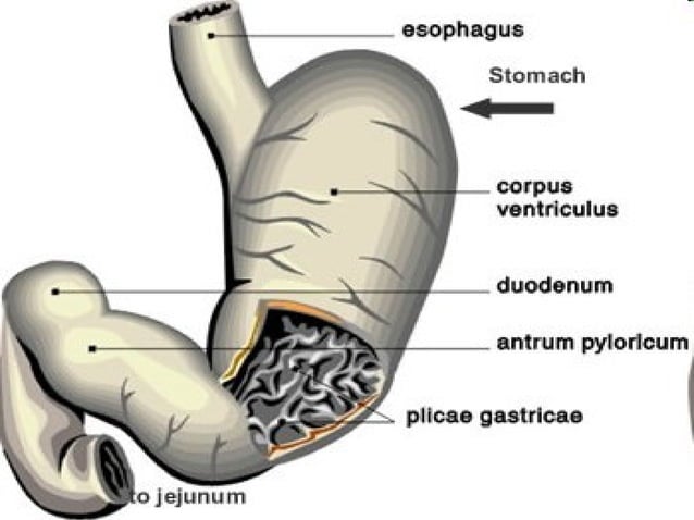 Anatomy unit 4 digestive and excretory systems small intestine notes | PPT