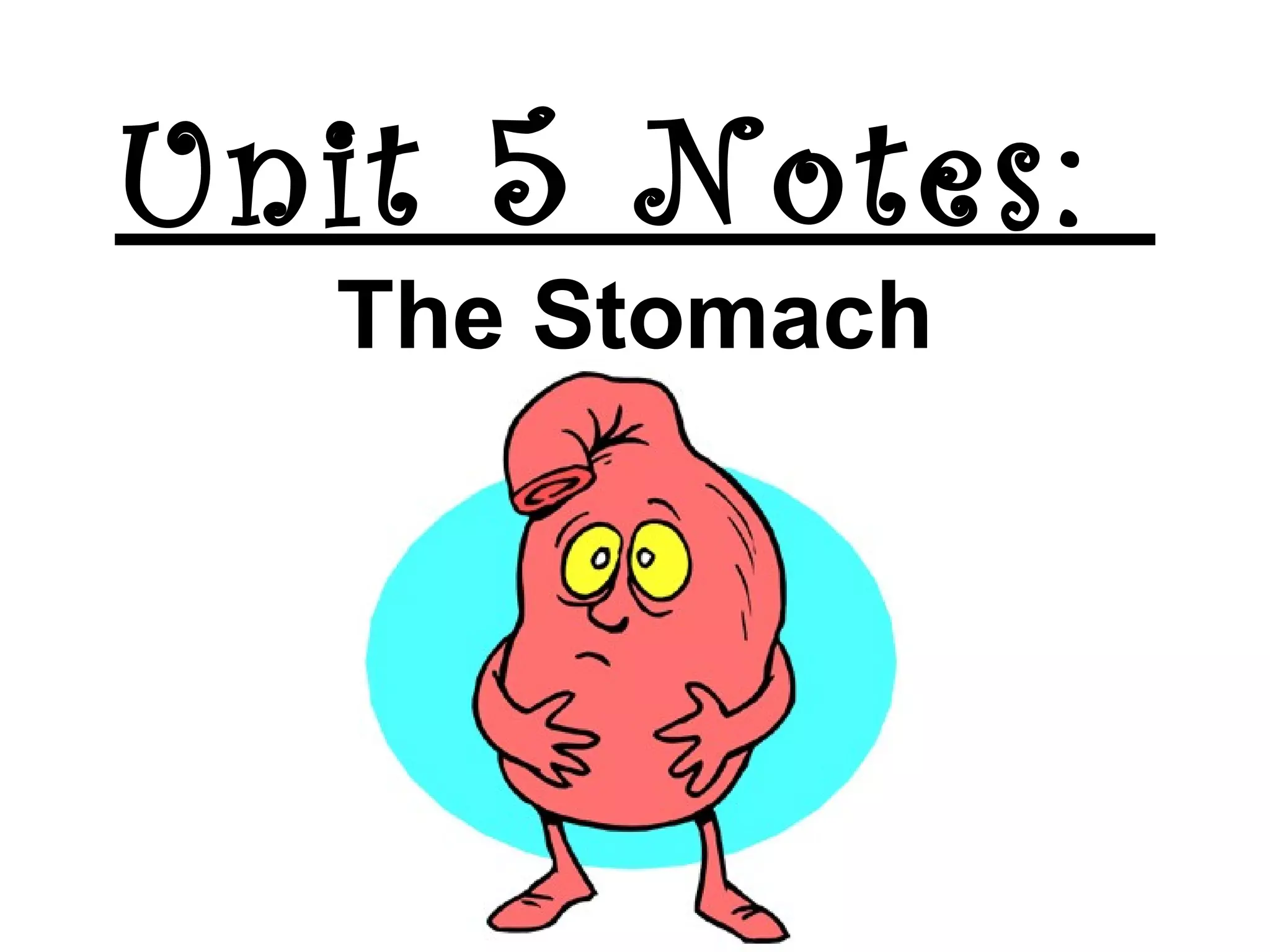 Anatomy unit 4 digestive and excretory systems stomach notes | PPT