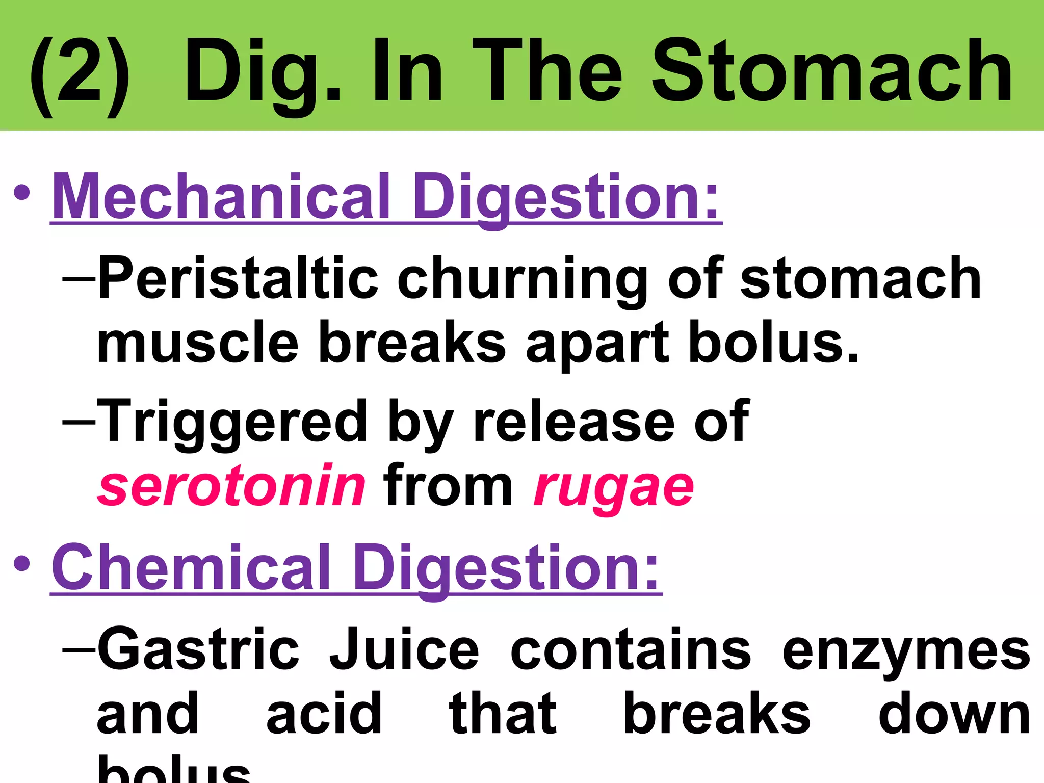 Anatomy unit 4 digestive and excretory systems stomach notes | PPT
