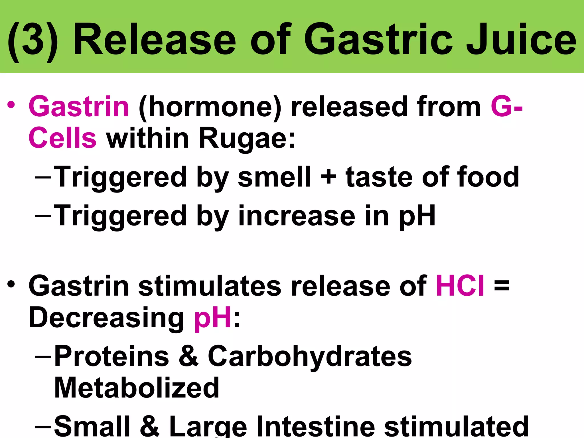 Anatomy unit 4 digestive and excretory systems stomach notes | PPT