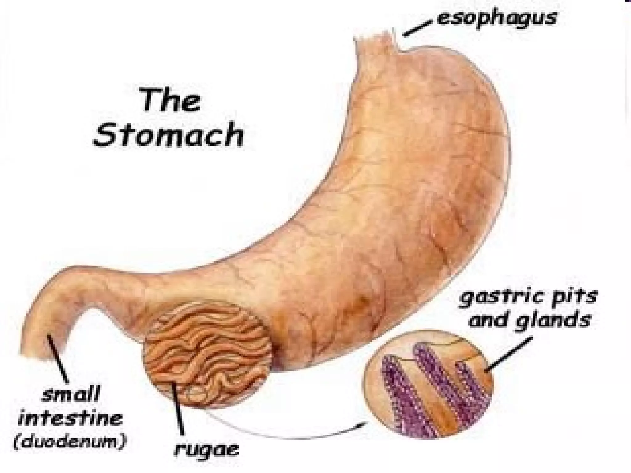 Anatomy unit 4 digestive and excretory systems stomach notes | PPT
