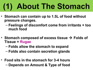 Anatomy unit 4 digestive and excretory systems stomach notes | PPT