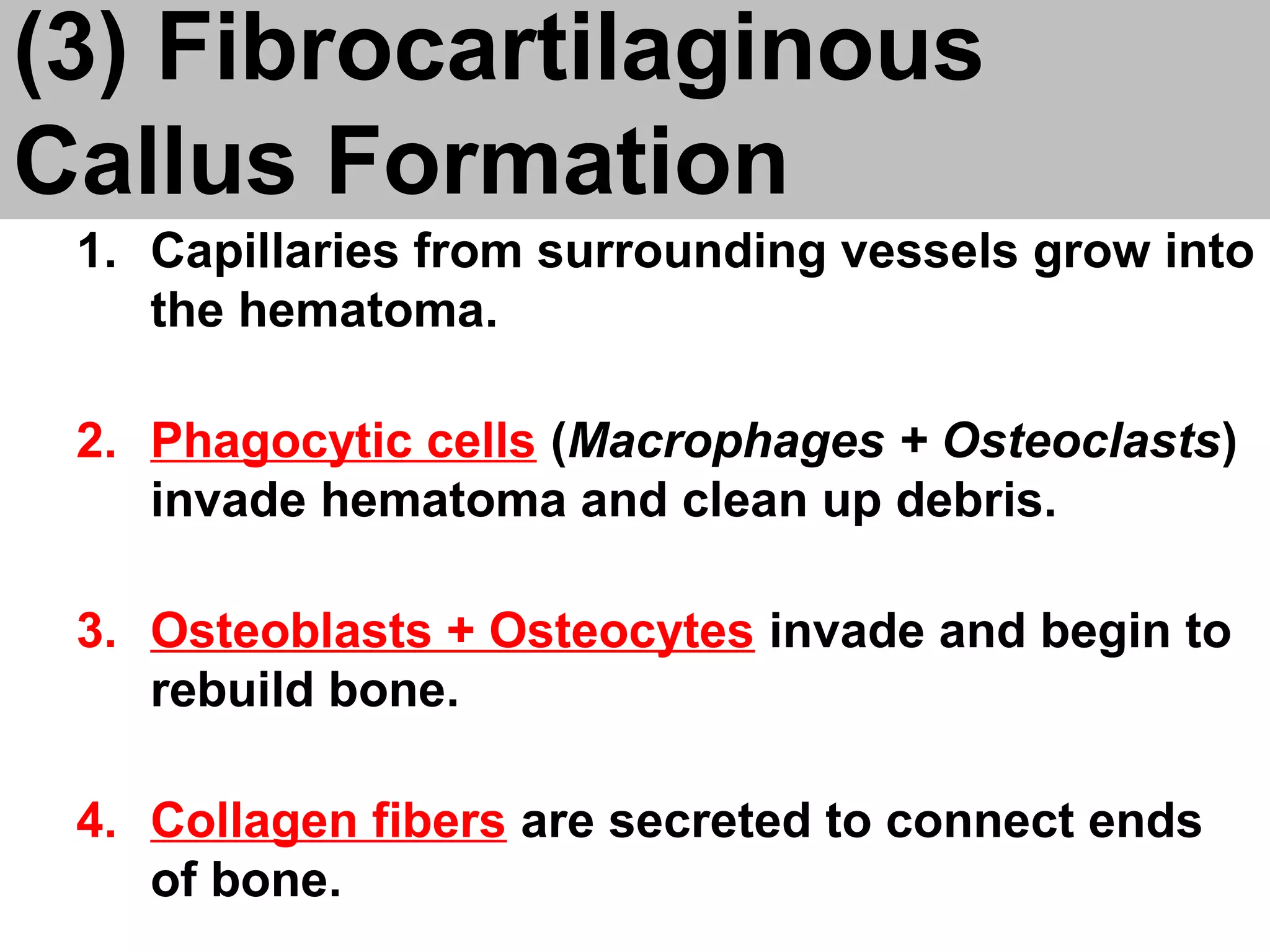 Anatomy Unit 4 Notes: Bone Repair | PPT