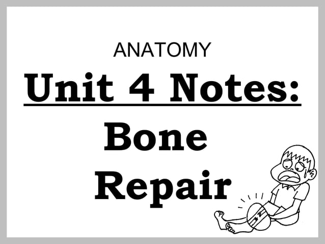 Anatomy Unit 4 Notes: Bone Repair | PPT