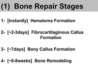 Anatomy Unit 4 Notes: Bone Repair | PPT