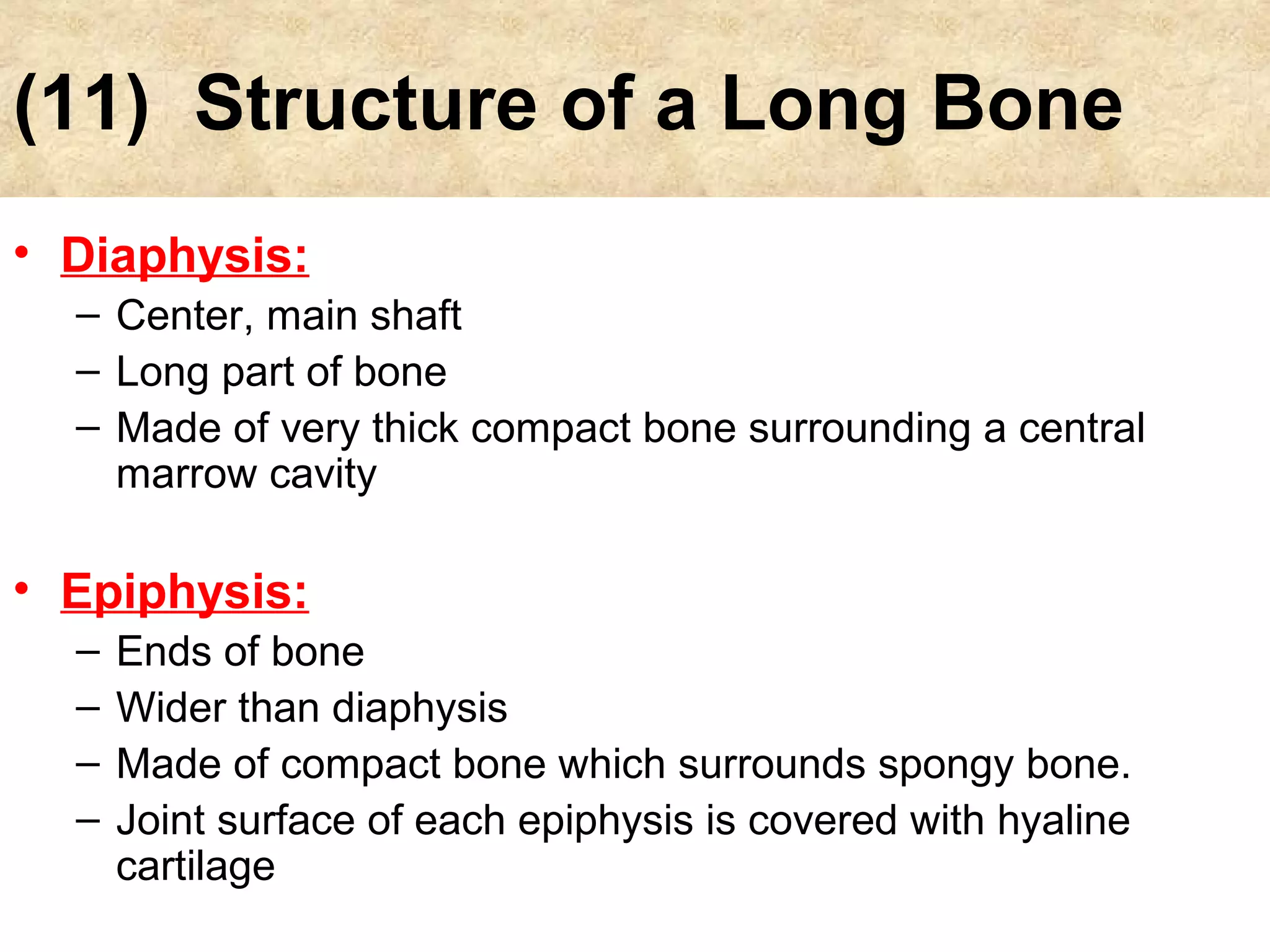 Anatomy Unit 4 Notes: Bone Types, Function, The Skeleton | PPT