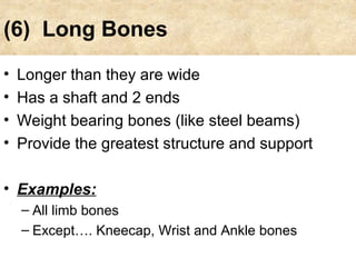 Anatomy Unit 4 Notes: Bone Types, Function, The Skeleton | PPT