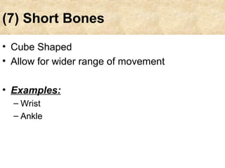 Anatomy Unit 4 Notes: Bone Types, Function, The Skeleton | PPT